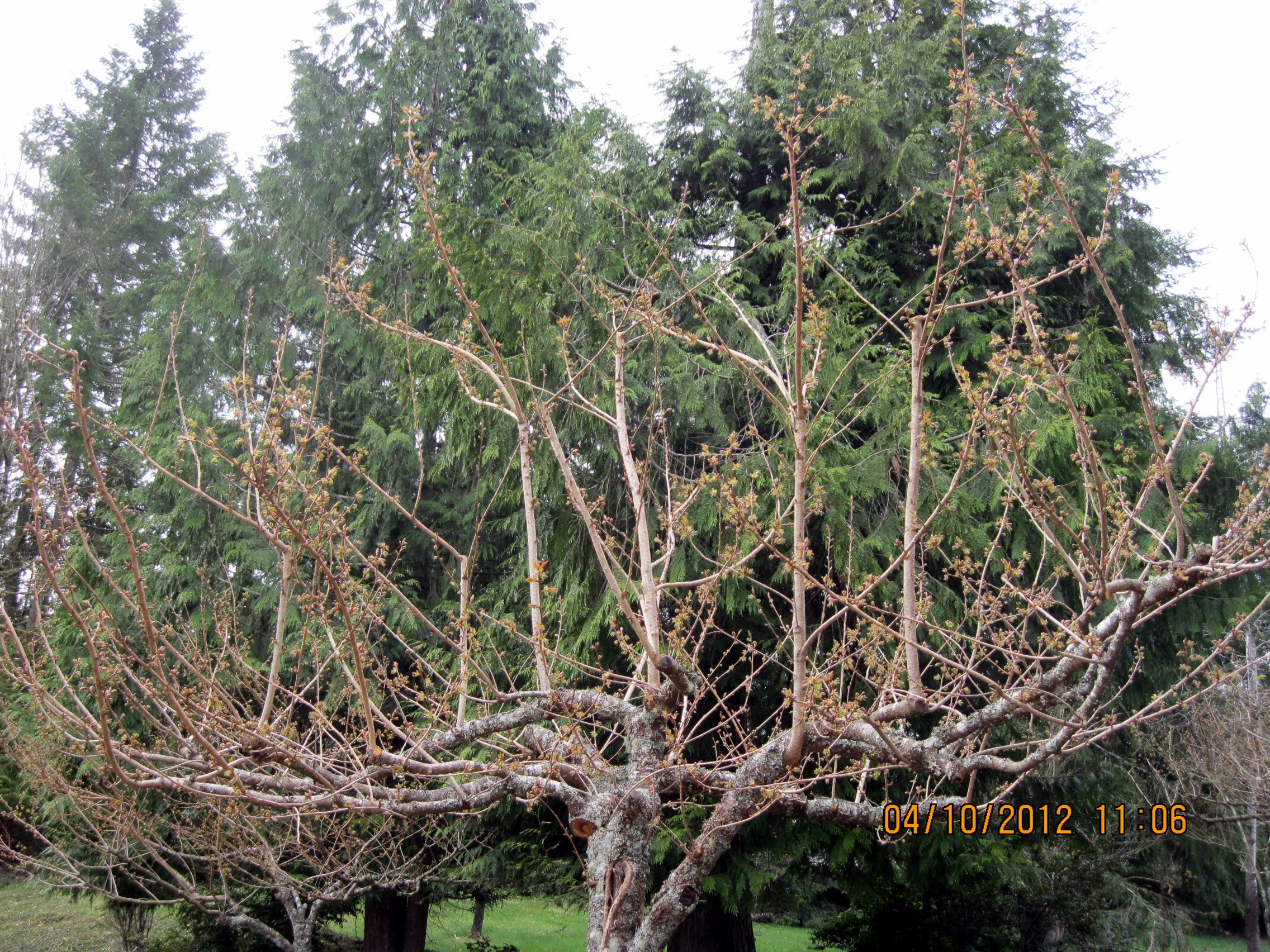 Tree Trimming, Before and After | DANA HOAGLUND