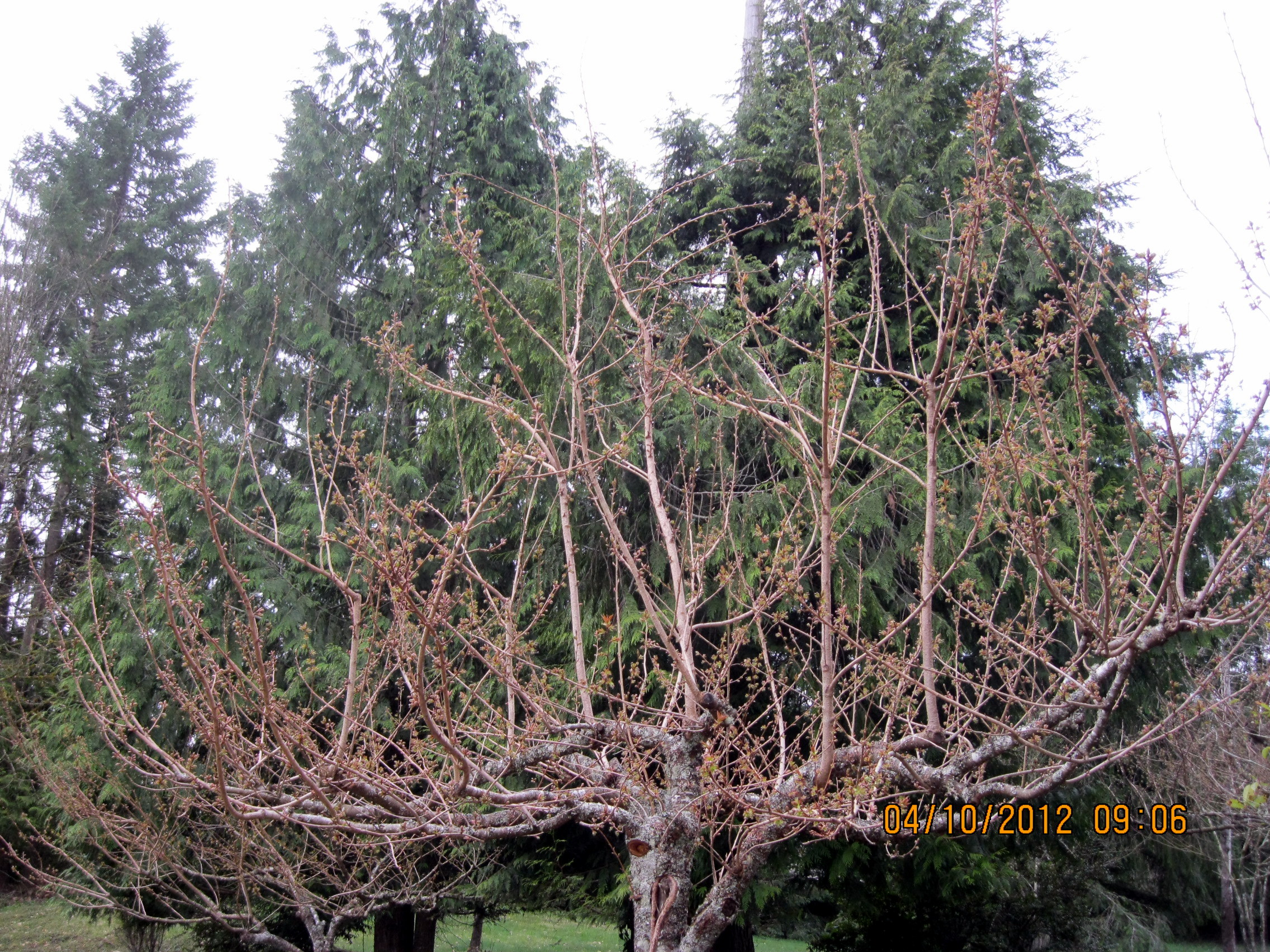 Tree Trimming, Before and After | DANA HOAGLUND
