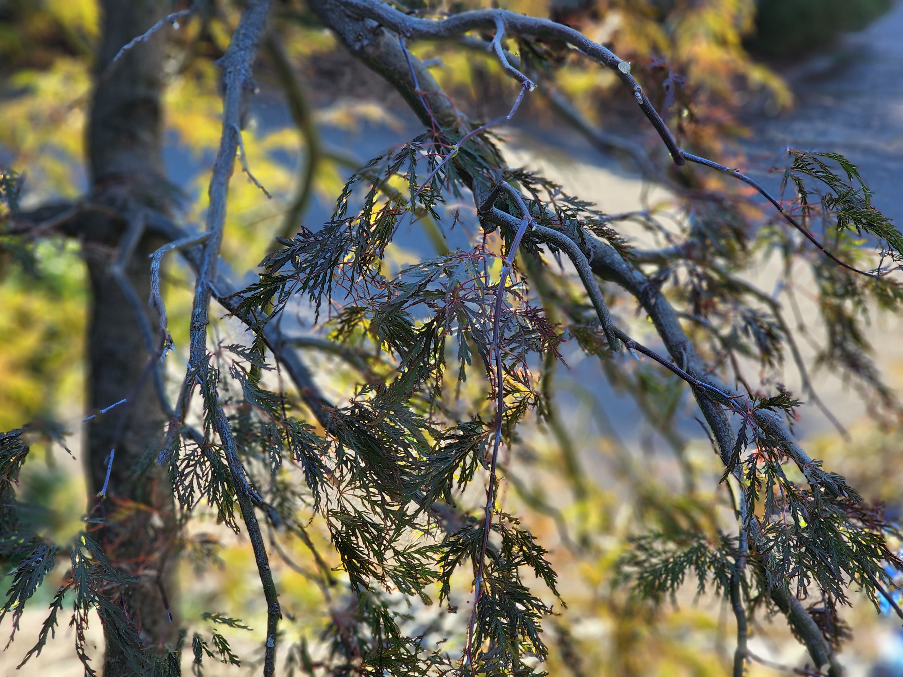 Tree Trimming, Before and After | DANA HOAGLUND